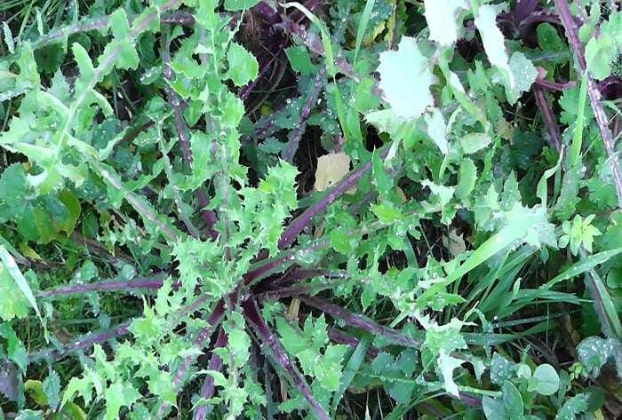 Ζωχοί - Ecogaia Farm